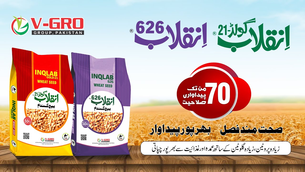 Maximizing Wheat Yield with Inqilab Gold-21 & Inqilab 626: A Game ...
